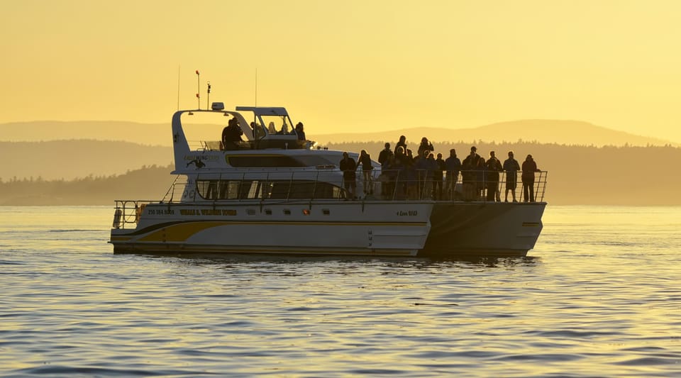 Victoria: Sunset Whale Watching Tour on Semi-Covered Boat | GetYourGuide