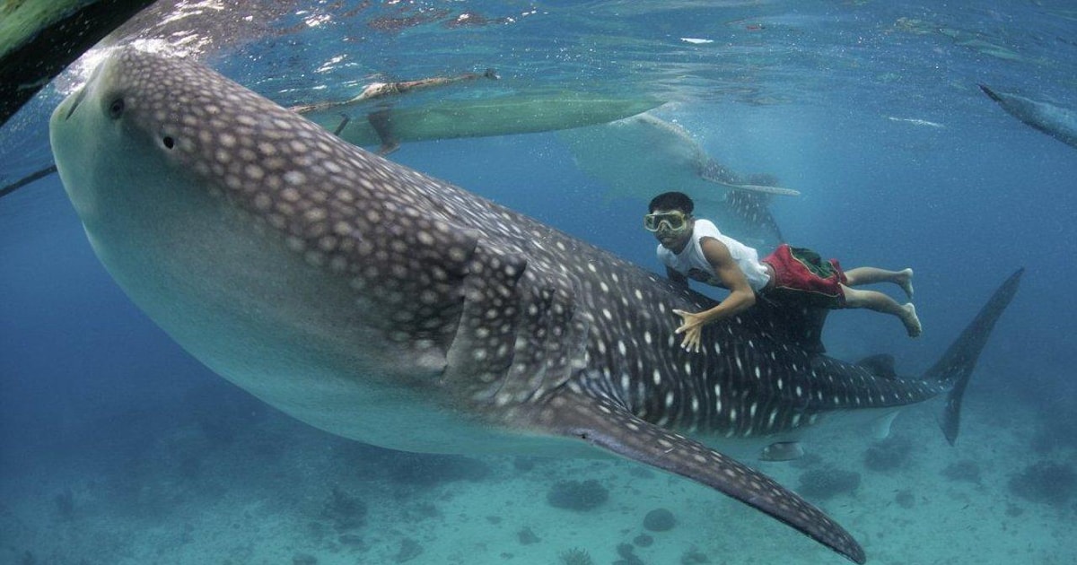 Cebu Oslob hvalhaj, Tumalog Falls og Sumilon Island (privat) | GetYourGuide