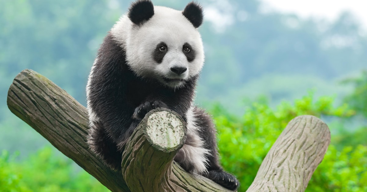Dujiangyan panda tour et anceint town (option panda keeper) | GetYourGuide