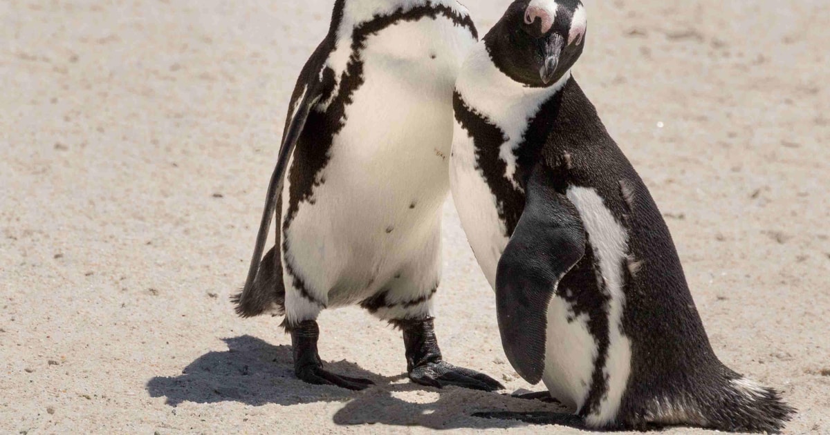 Cape Town: Boulders Beach Penguin Watching Half-Day Tour | GetYourGuide