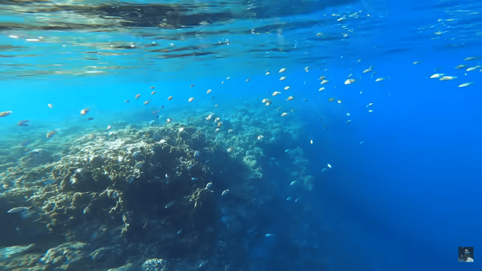 Cebu:Whale Shark Encounter &Moalboal Sardines &Turtle Thrill | GetYourGuide