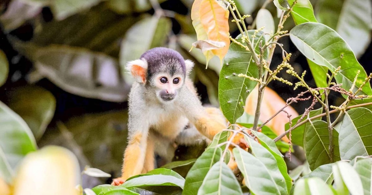 Pacaya Samiria 4 day tour from Iquitos | GetYourGuide