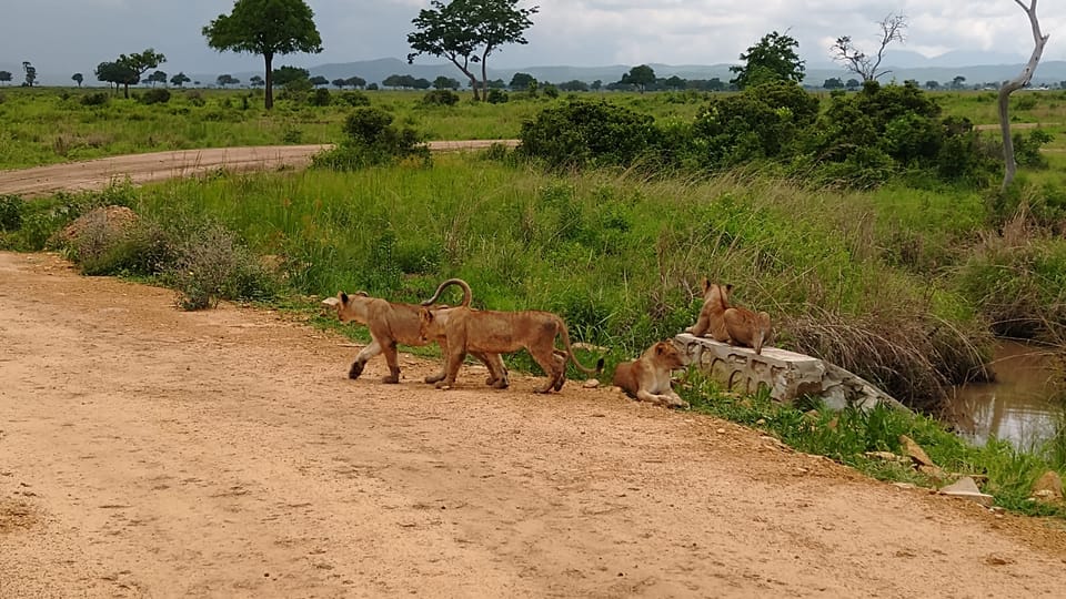 Mikumi National Park Day Visit | GetYourGuide