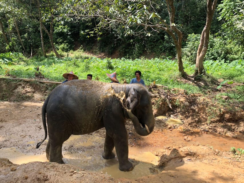 Phuket: Sloní péče a rafting na bílé vodě: rafting, zipline a péče o ...