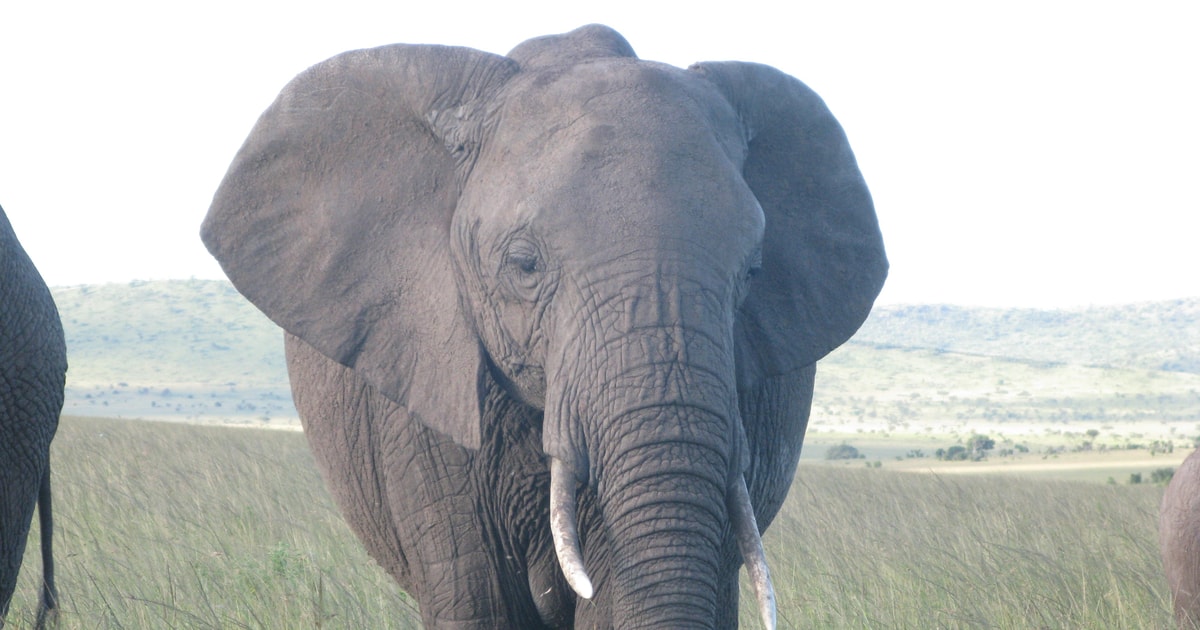 2 Days Amboseli Elephant Encounter Safari | GetYourGuide
