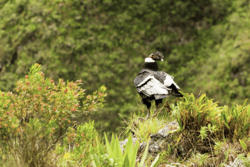 Paramo & Cloud Forest: Andean Bear Expedition | GetYourGuide