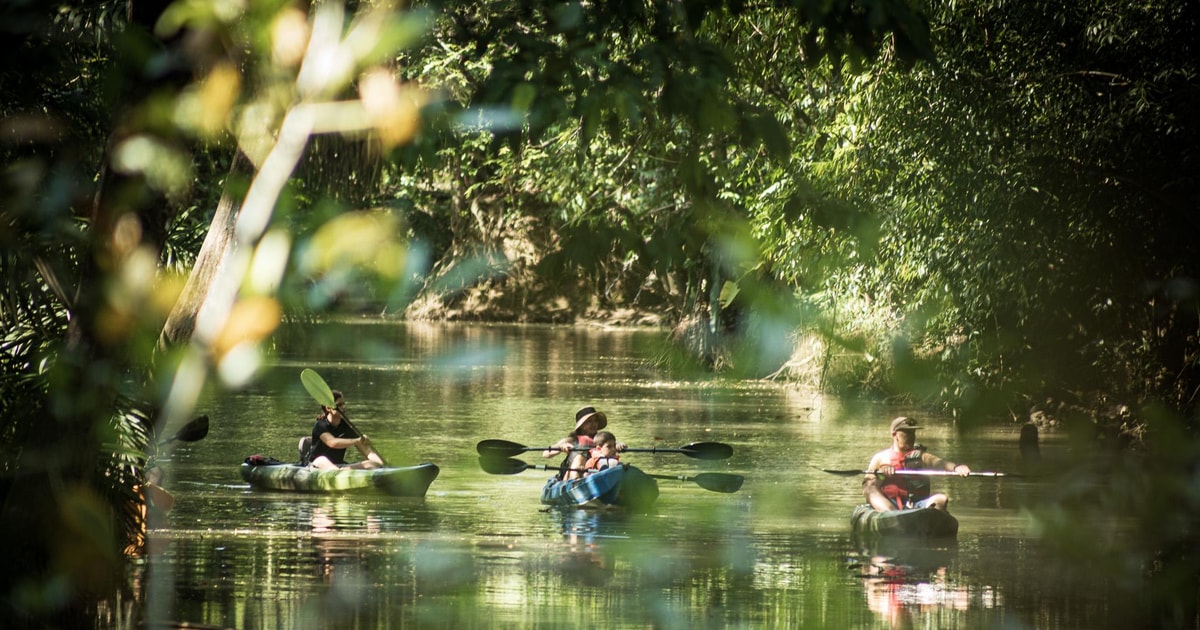 Kayak Expedition: Monkey Mangrove Safari | GetYourGuide