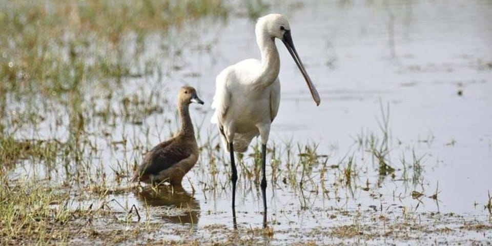 Muthurajawela: Wetland Bird Watching Tour from Colombo! | GetYourGuide