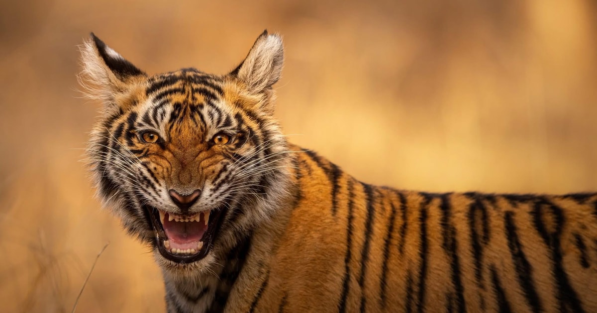 Szlaki dzikiej przyrody Ranthambore: wspólny Gypsy lub Canter ...