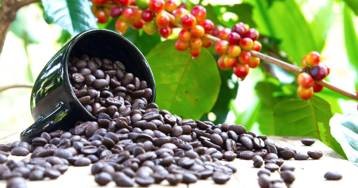 Arusha Coffee Tour | GetYourGuide