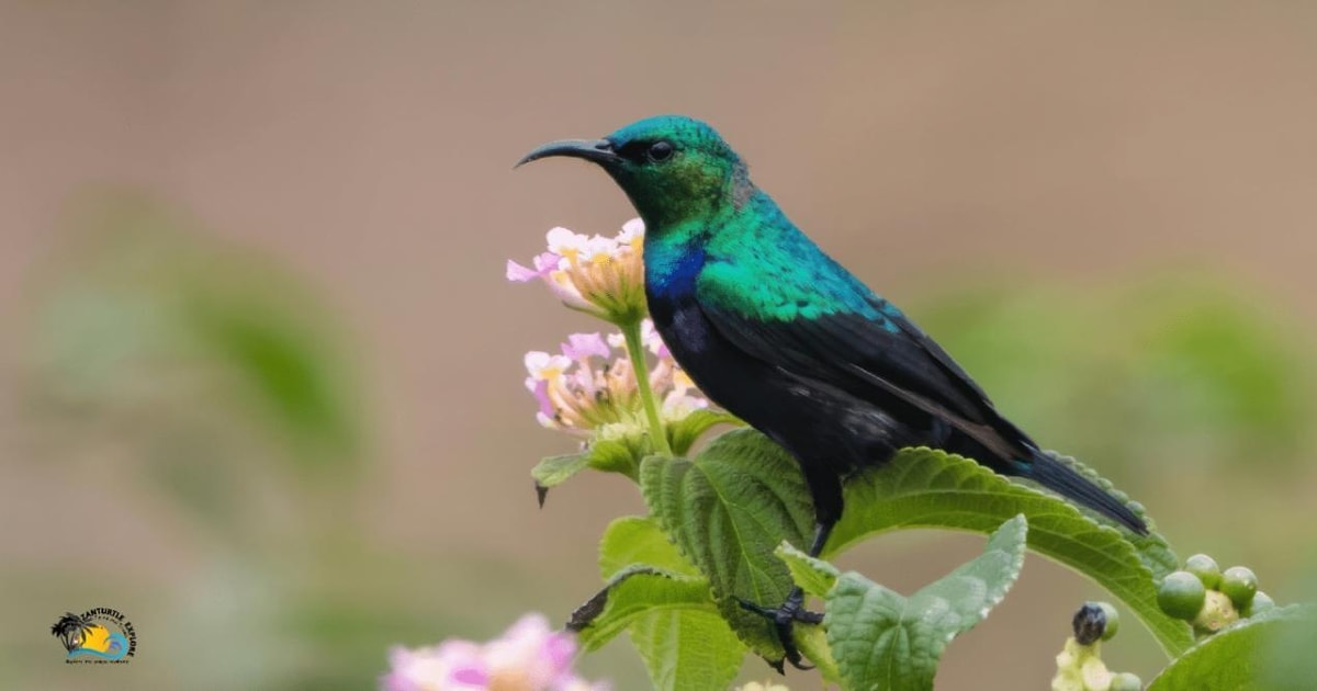 Zanzibar: Birds watching and Fauna tour in the Forests | GetYourGuide