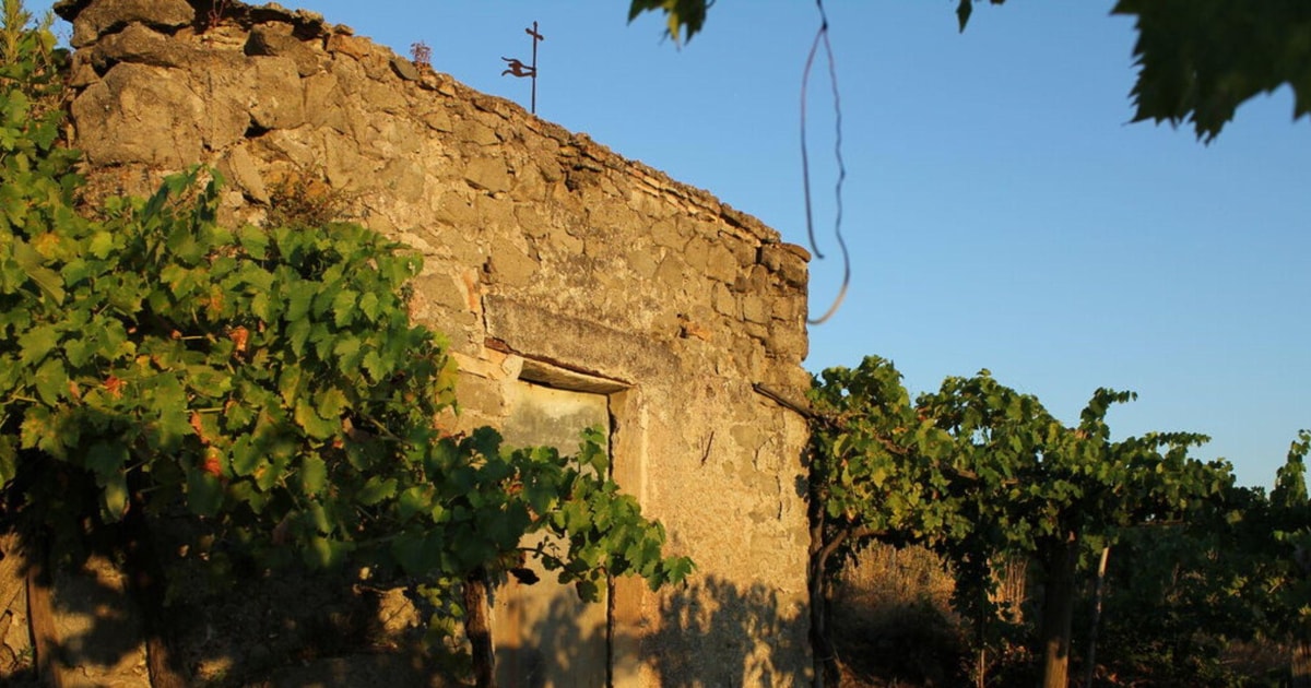 Wijnmakerij Tour & Proeverij met eten bij Castelli Romani | GetYourGuide