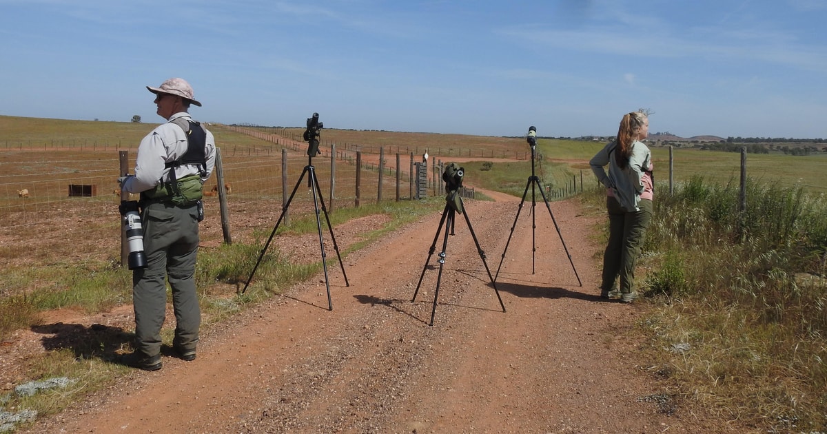 Birdwatching tour in Mértola and Castro Verde region | GetYourGuide