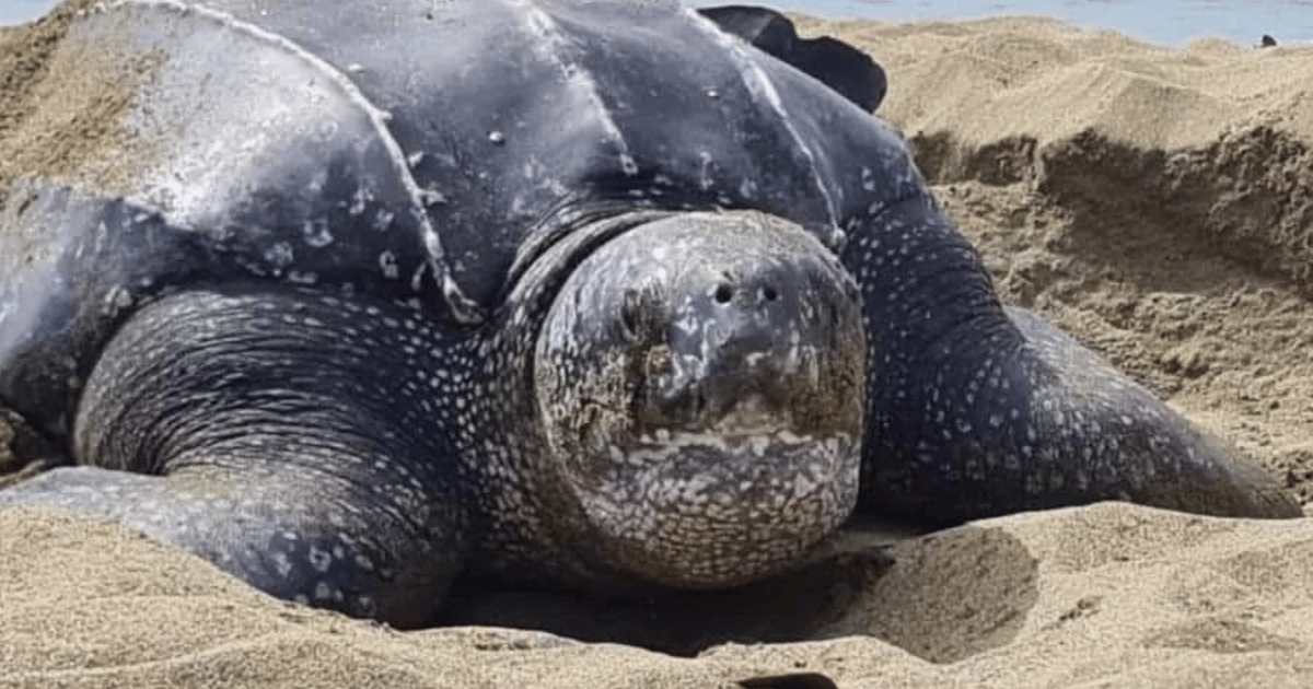Tobago: Leatherback Turtle Nesting Tour with Pickup | GetYourGuide