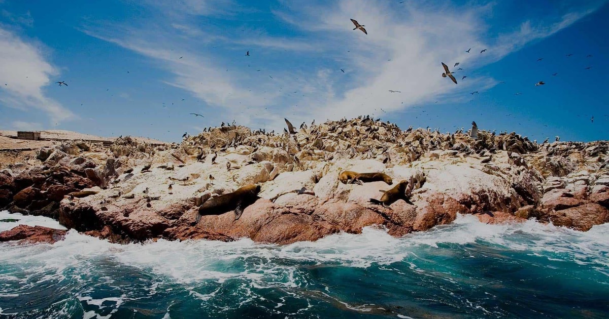 Paracas Discovery: 1 Day Tour of Reserve & Ballestas Islands | GetYourGuide