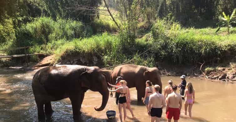 Chiang Mai: Doi Inthanon National Park & Elephants Sanctuary | GetYourGuide