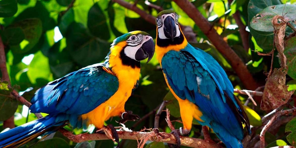Desde Tambopata: colpa de loros y guacamayos | GetYourGuide
