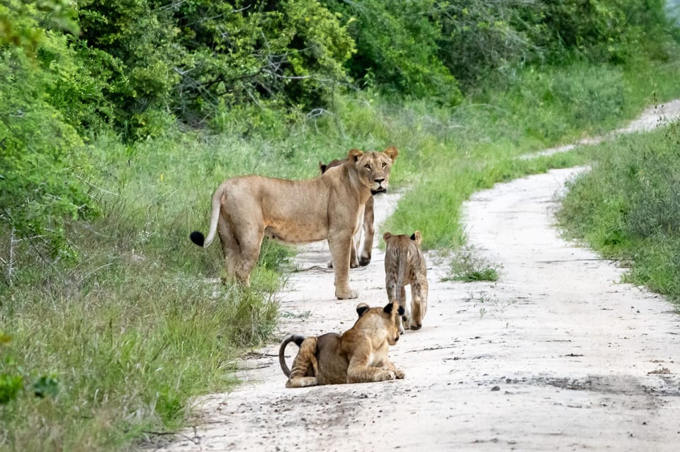 Parque Nacional de Saadani: safari de 2 días | GetYourGuide