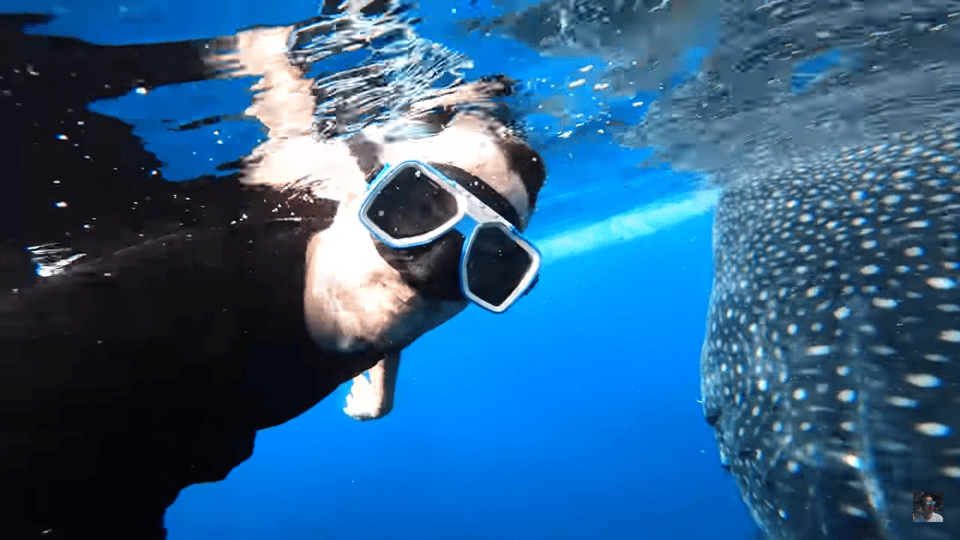 Cebu:Whale Shark Encounter &Moalboal Sardines &Turtle Thrill | GetYourGuide