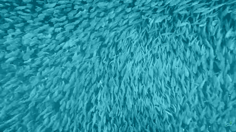 Cebu : circuit dans les îles Pescador, Sardine Run et Turtle Paradise ...