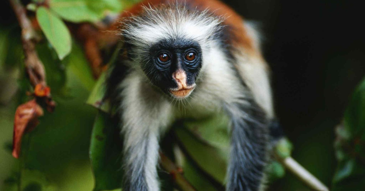 ZANZIBAR: Experiencia en el Bosque de Jozani con Monos Colobos Rojos ...