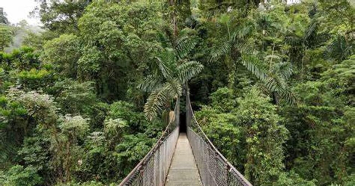 Mistico Hängebrücken Park Tour | GetYourGuide