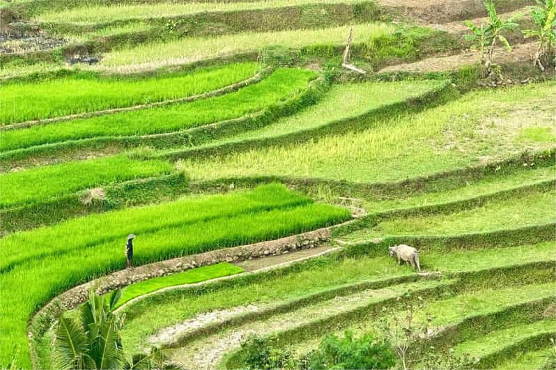 Yogyakarta: Selogriyo Temple, Rice Terraces & Waterfall Tour | GetYourGuide