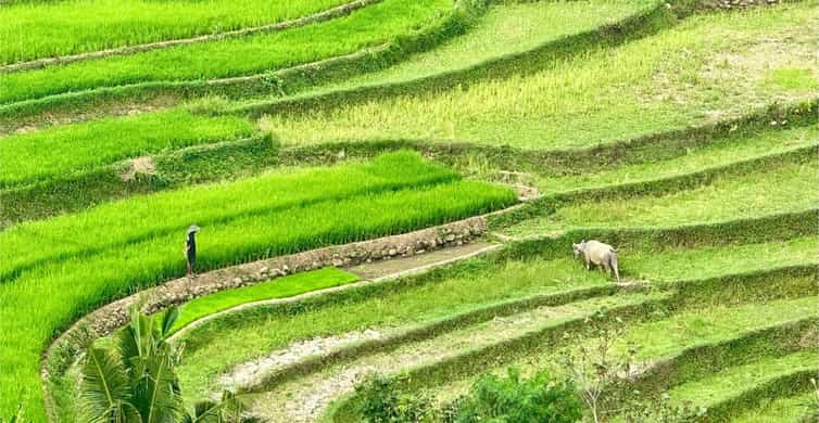 Yogyakarta: Selogriyo Temple, Rice Terraces & Waterfall Tour | GetYourGuide