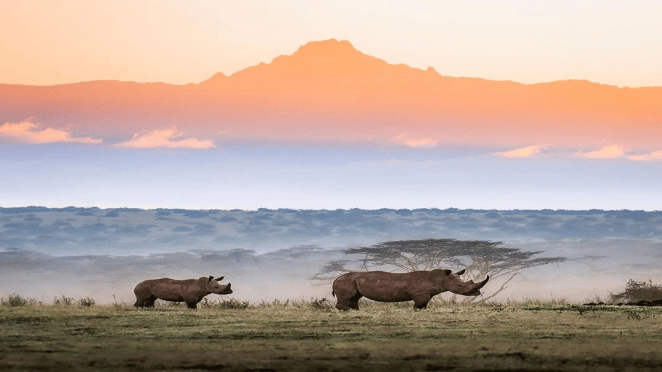Ol Pejeta Conservancy Safari From Nairobi | GetYourGuide