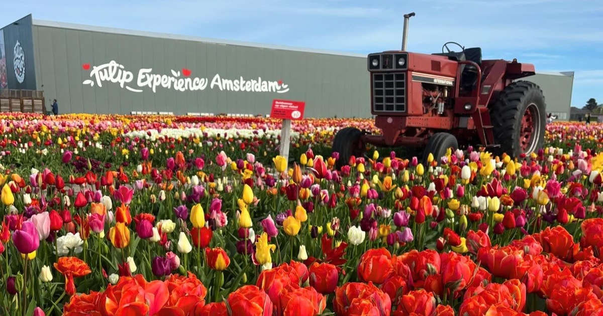 Warmond: Kagerplassen rondvaart met "Tulip Experience" Ticket ...
