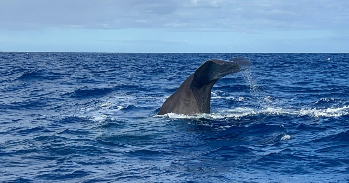 Mauritius: Eco-Friendly Private Whale Watching | GetYourGuide
