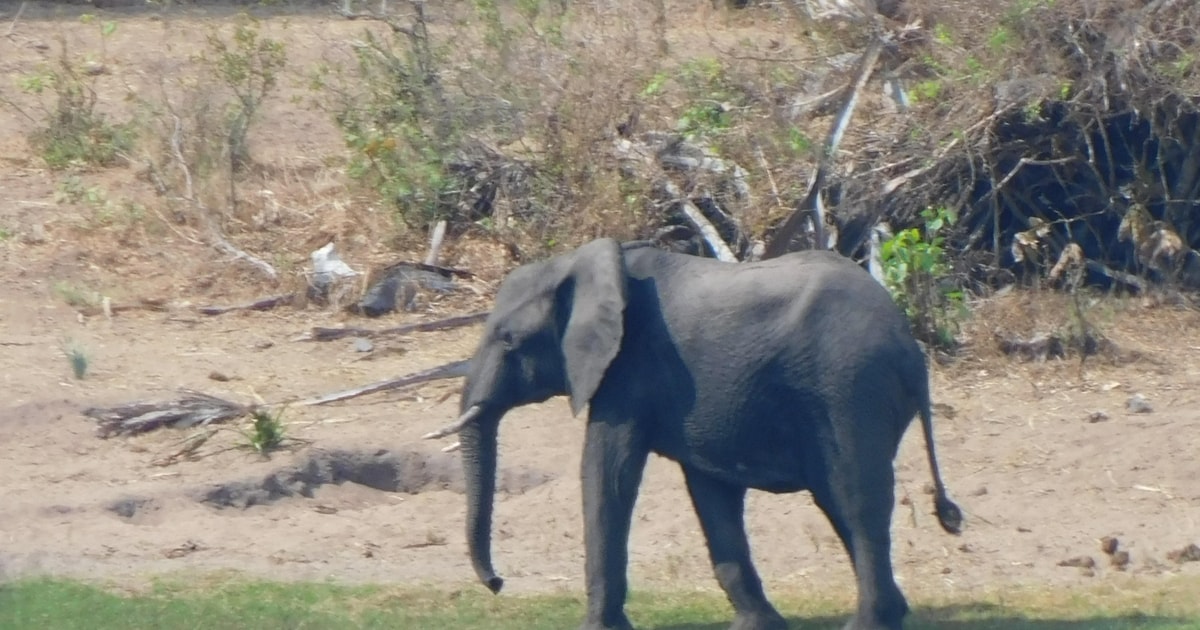 Akagera Day Trip from Kigali | GetYourGuide