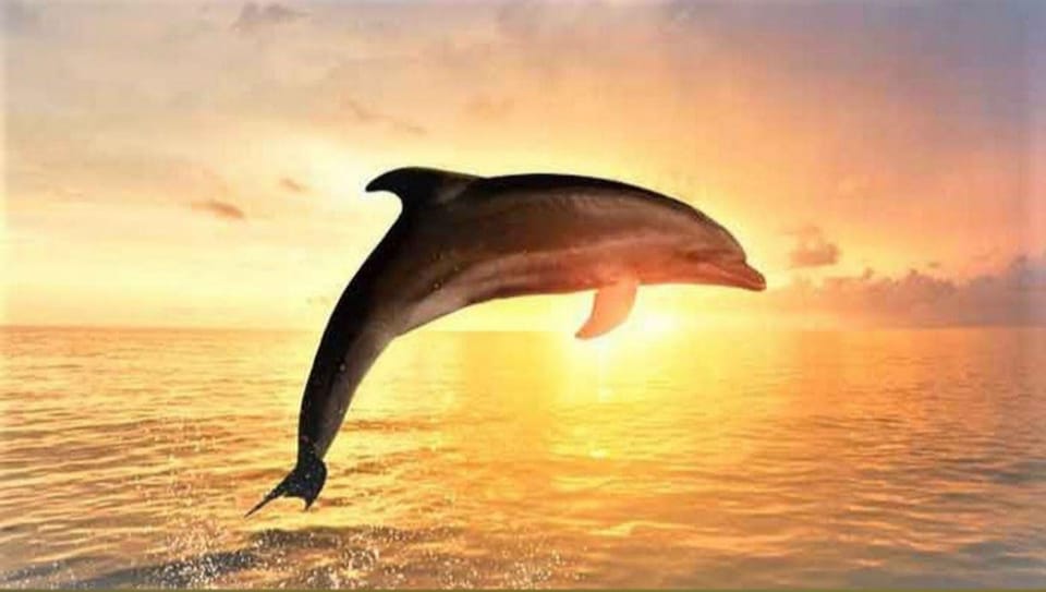 Best Lovina Sunrise Dolphin Private Boat | GetYourGuide