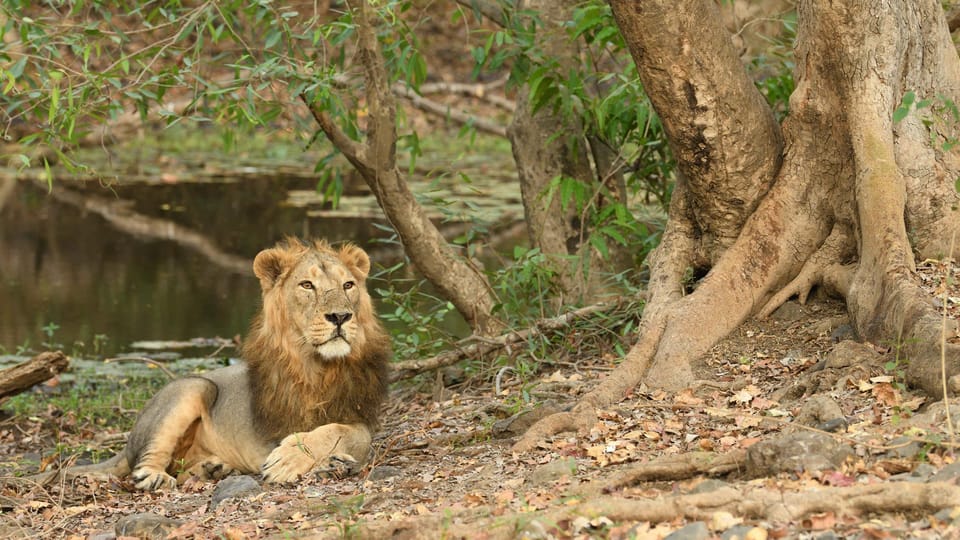 Gujarat: Devalia Park ( Devaliya ) Guided Jeep Safari | GetYourGuide