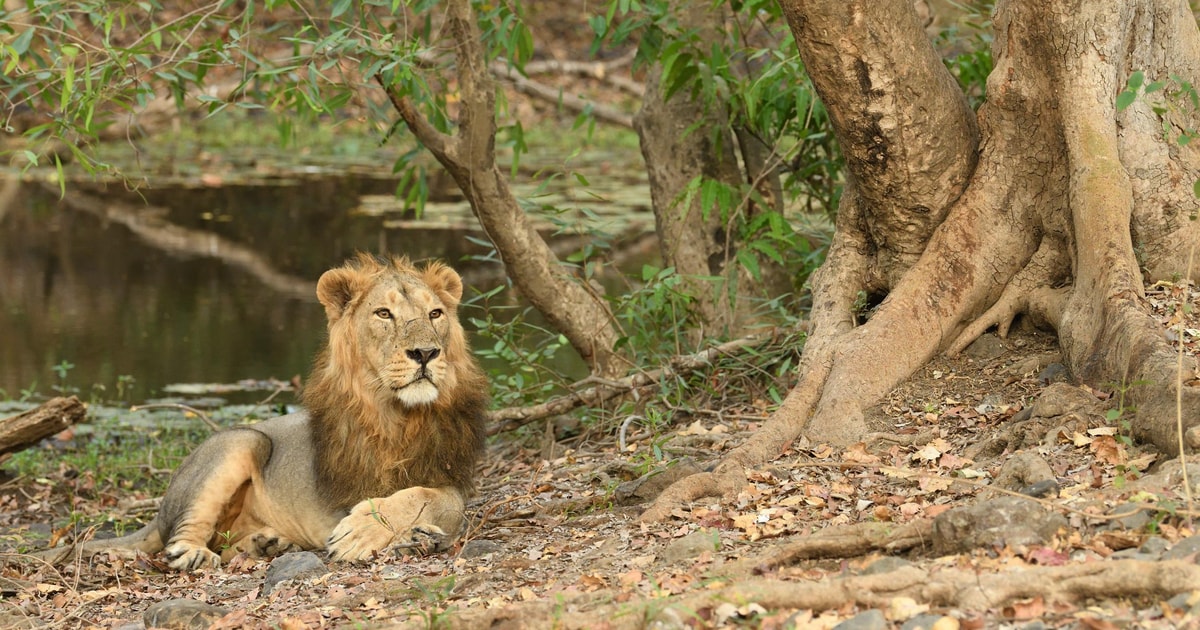 Gujarat: Devalia Park ( Devaliya ) Guided Jeep Safari | GetYourGuide