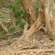 Gujarat: Devalia Park ( Devaliya ) Guided Jeep Safari | GetYourGuide