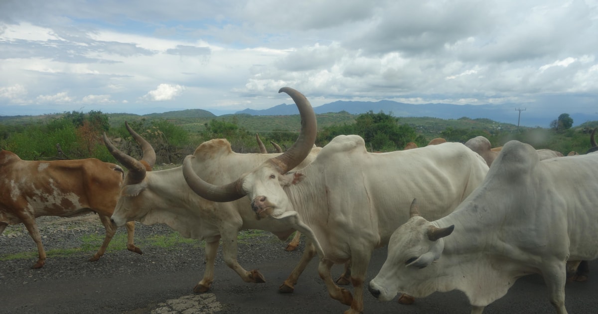 Day Trip from Addis Ababa to Debre Libanos Monastery | GetYourGuide