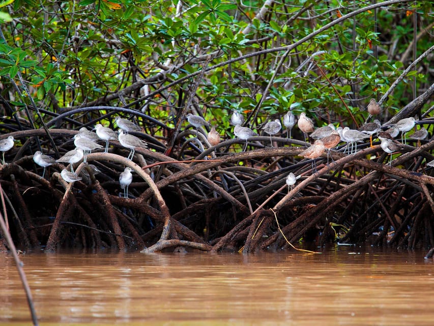 Costa Rica Mangrove Tour: Terraba National Wetlands - Uvita | GetYourGuide
