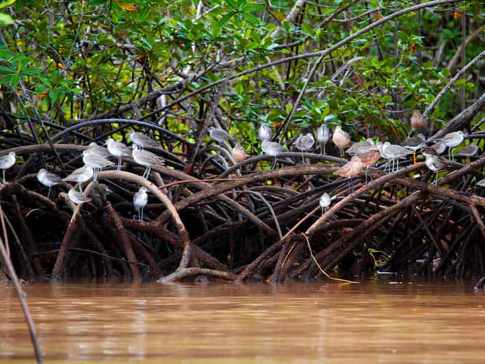 Costa Rica Mangrove Tour: Terraba National Wetlands - Uvita | GetYourGuide