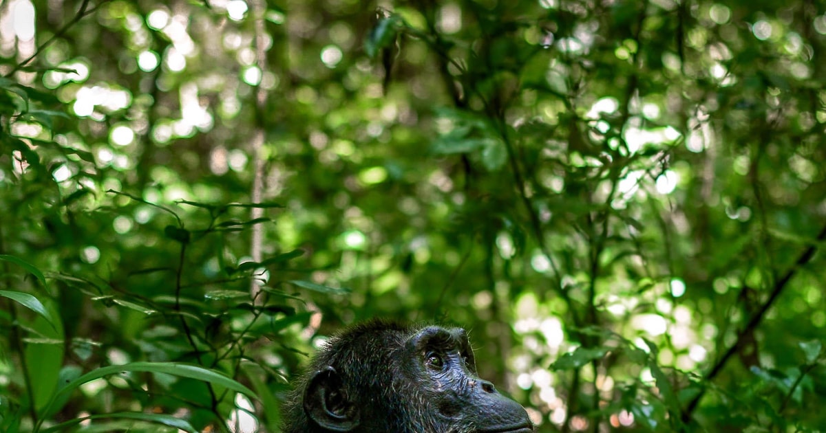 From Entebbe: Ngamba Island Chimpanzee Sanctuary 1-Day Trip | GetYourGuide