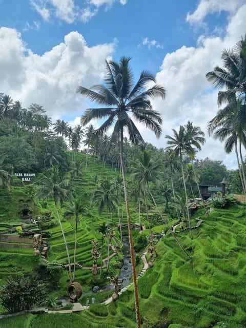Bali : Ubud Terrace Rice Field, Swing & Ubud Palace | GetYourGuide