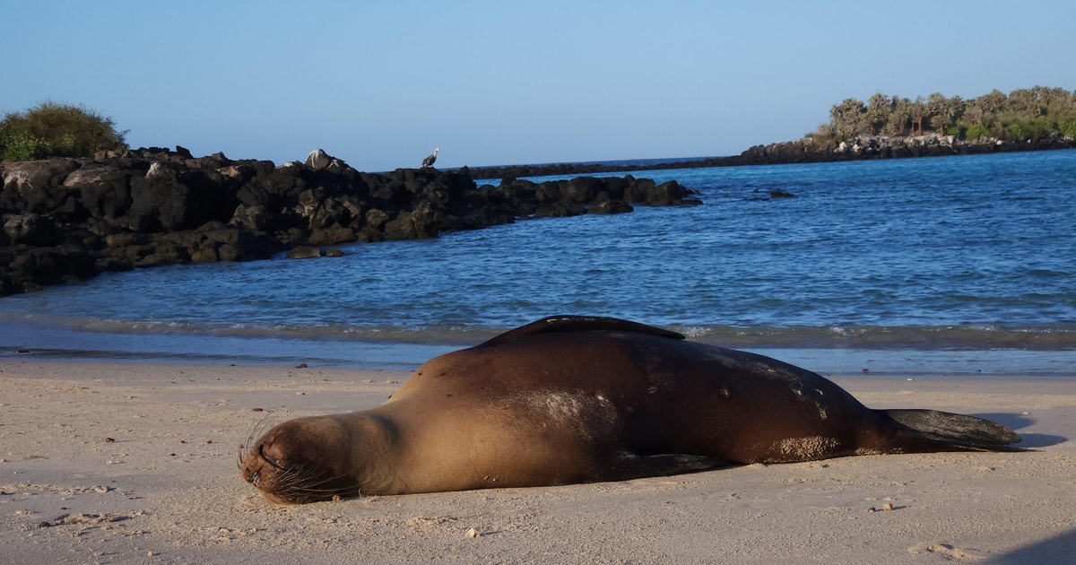 Galapagos Seaman Journey Itinerary C 8D - 7N | GetYourGuide