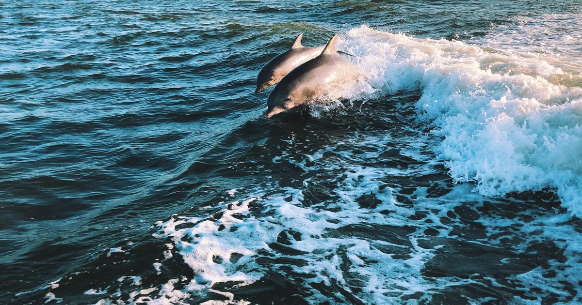 Panama City Beach: Dolphin Watching and Snorkeling Tour | GetYourGuide
