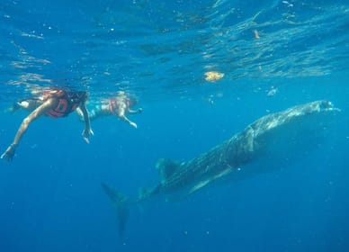 Cancun Whale Shark Experience with Snorkel & Transportation | GetYourGuide