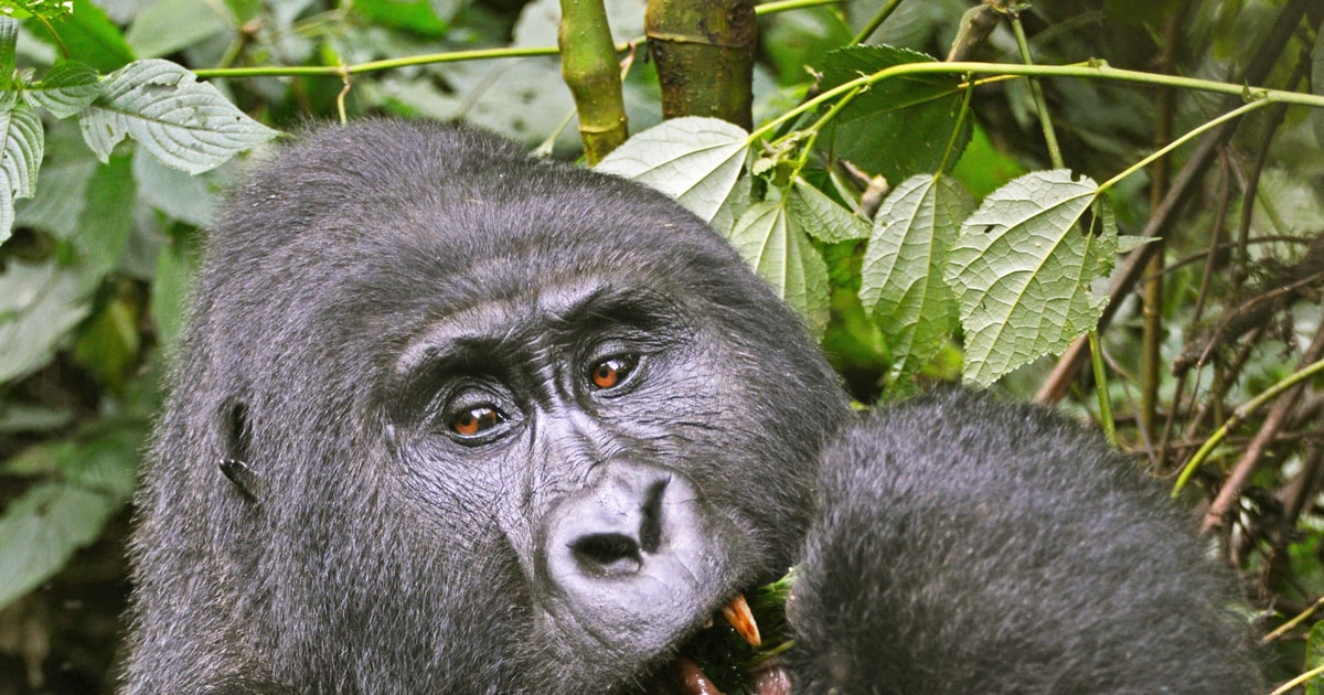 11 Day Primates And Birding Safari In Uganda | GetYourGuide