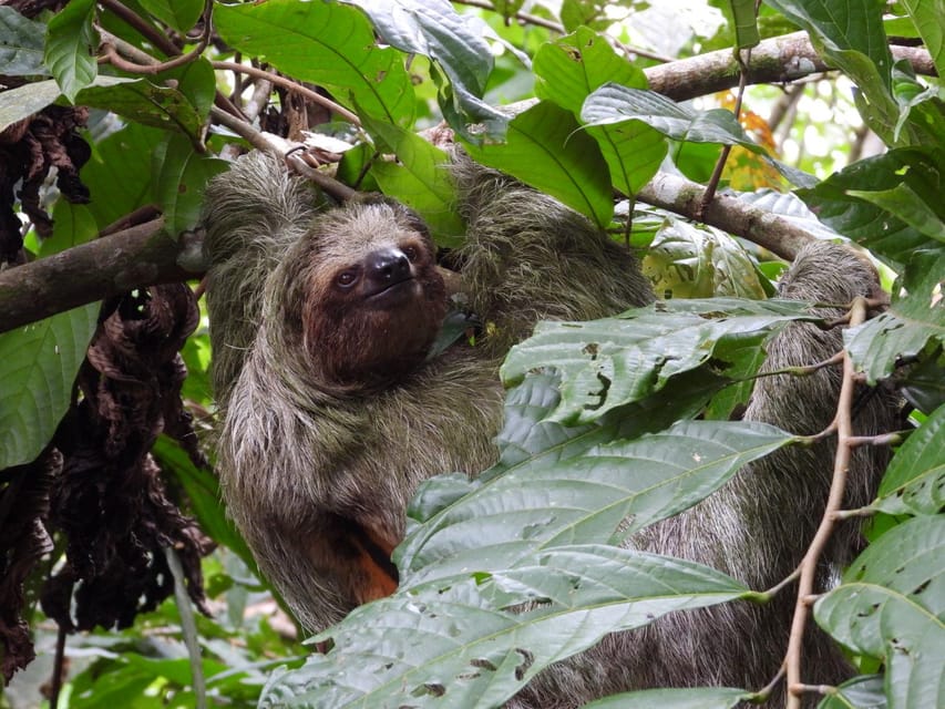 La Fortuna: Sloth Tour in Arenal Volcano Park & Local Snack | GetYourGuide