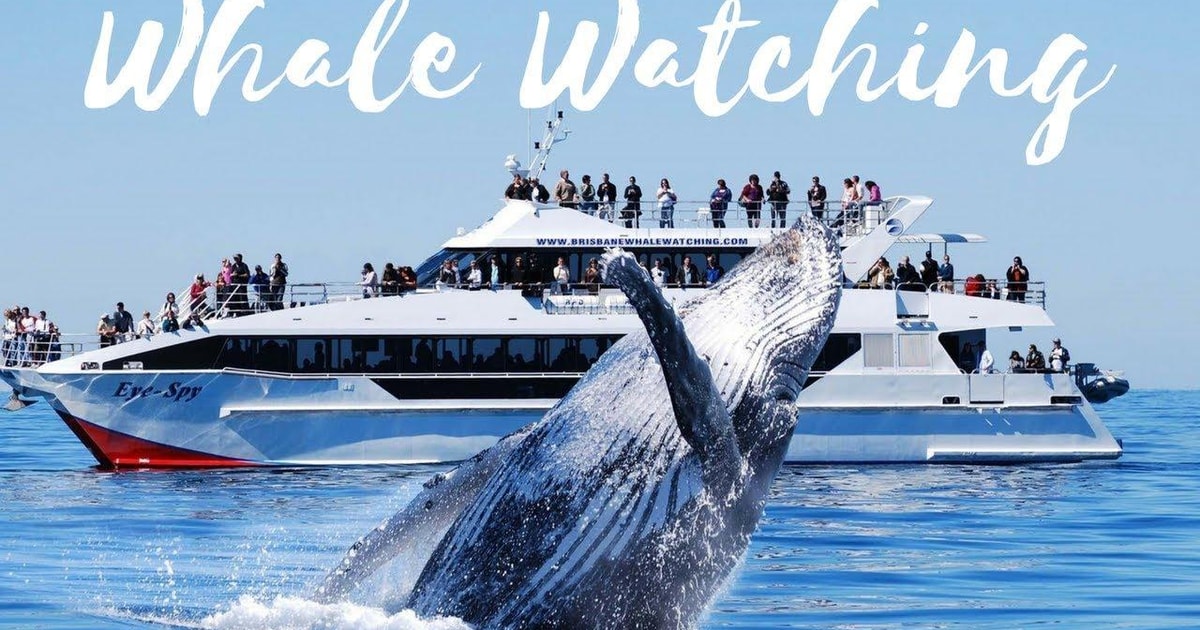 Mirissa: Morning Whale Watching Tour | GetYourGuide