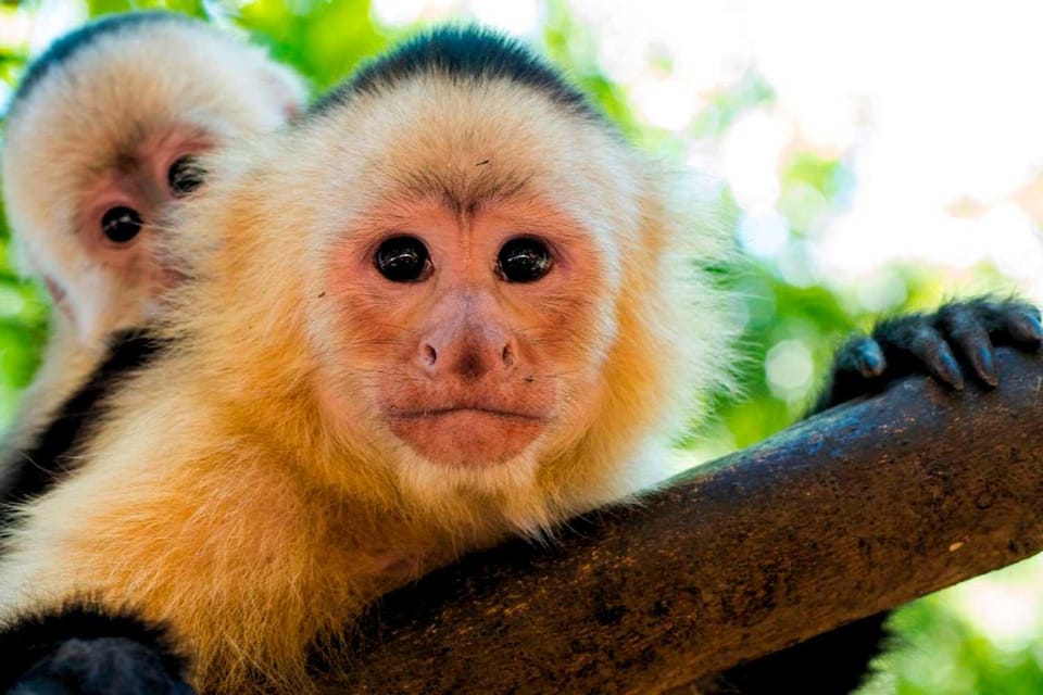 Tambopata: Tour of Monkey Island and Lake Sandoval 3-Days | GetYourGuide