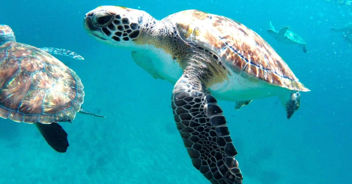 Meet the Turtles: Guided Snorkeling Tour in São Pedro | GetYourGuide