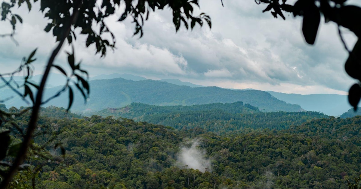 Sinharaja Aventuras y Experiencias Culturales | GetYourGuide